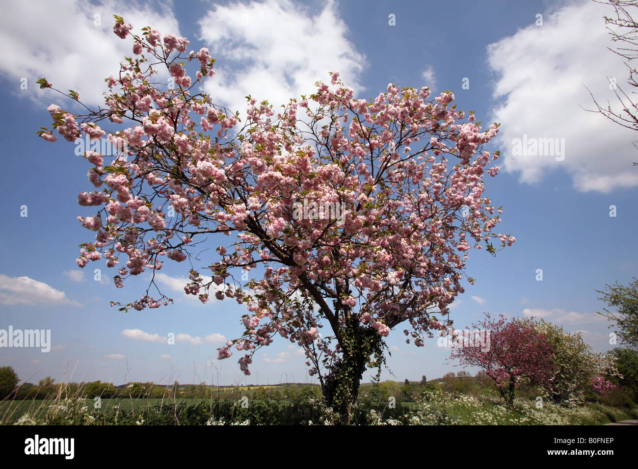Mature cherry tree hi-res stock photography and images - Alamy
