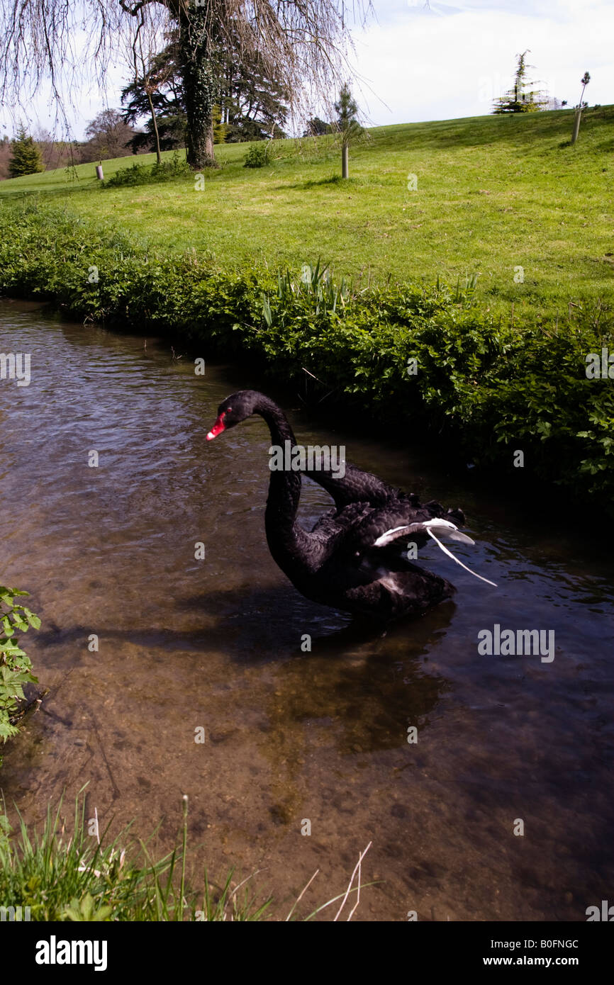 Black Swan at Leeds Castle Kent England Great Britain Stock Photo - Alamy