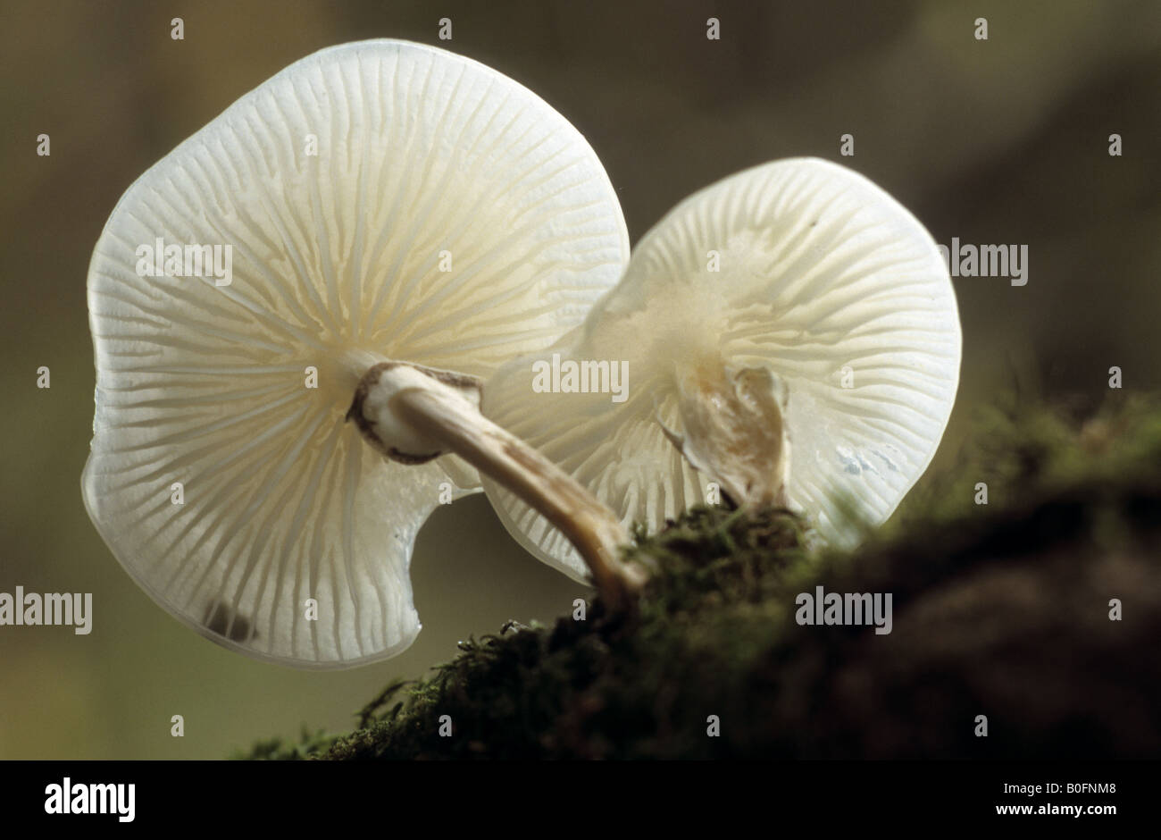 porcelain fungus Oudemansiella mucida Stock Photo - Alamy