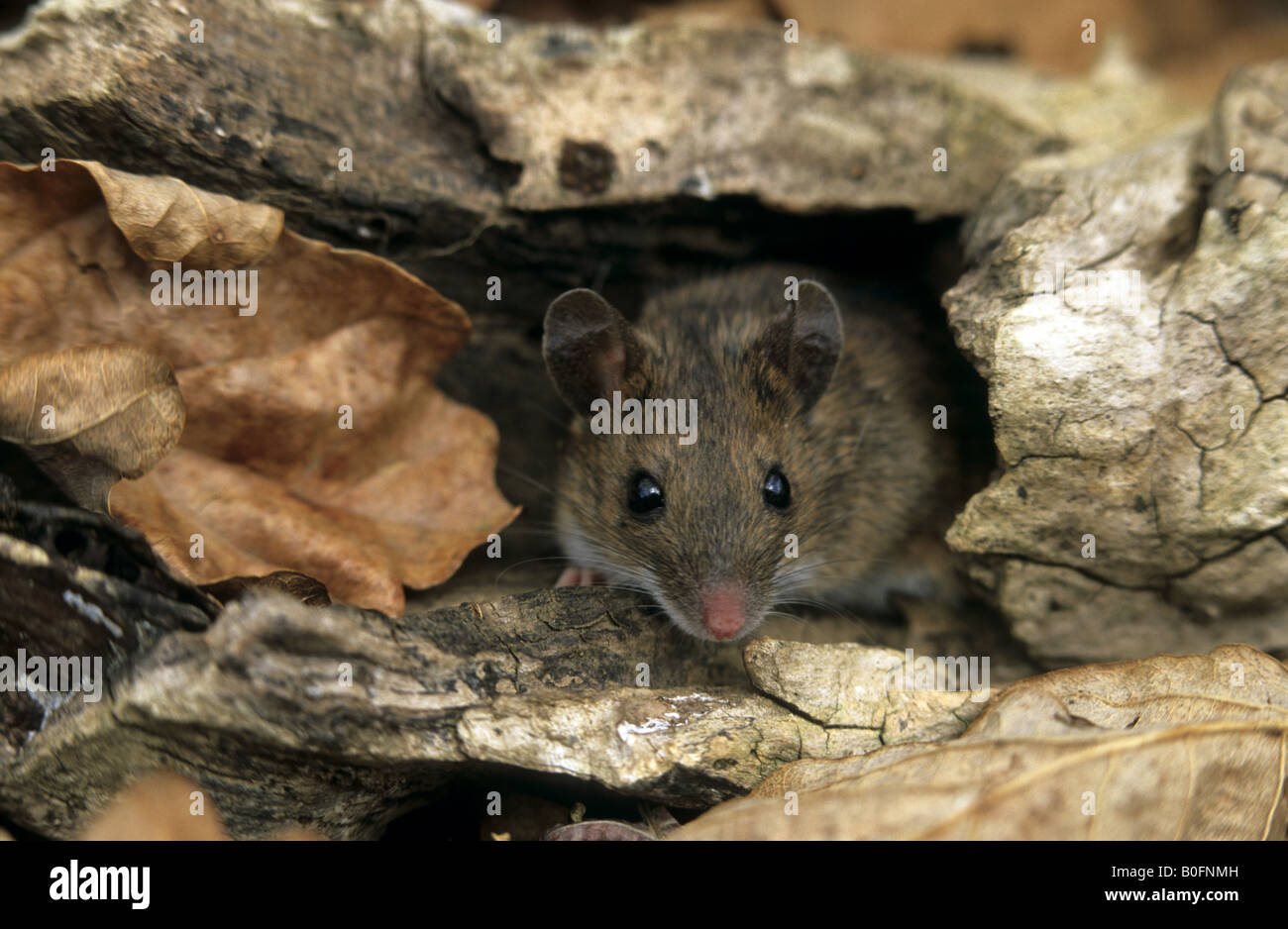wood mouse Apodemus sylvaticus in a hole Stock Photo - Alamy