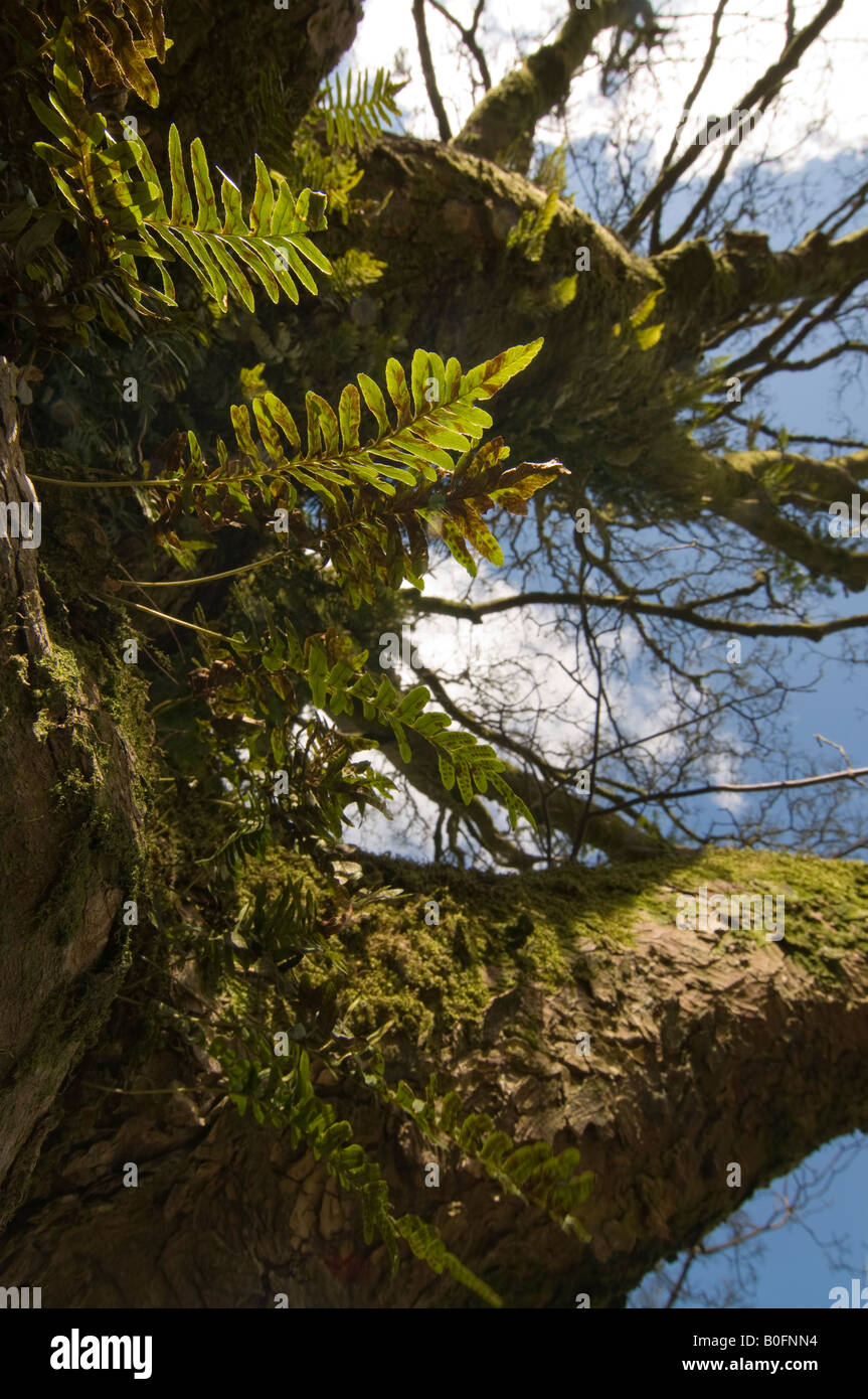 Common Polypod Polypodium vulgare ferns growing on sessile oak Quercus ...
