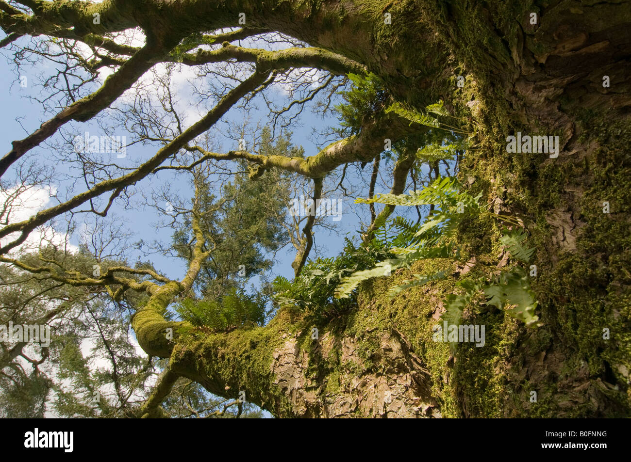 Common Polypod Polypodium vulgare ferns growing on sessile oak Quercus ...