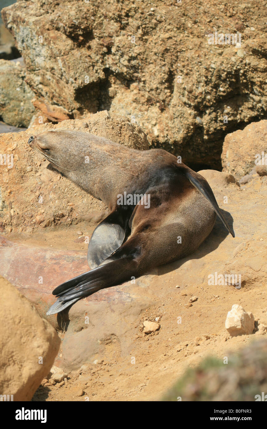 Seal snoozing at Shag point South Island New Zealand Stock Photo - Alamy