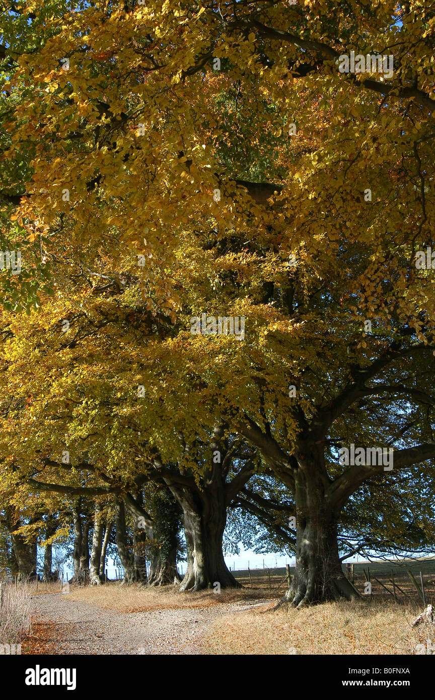 Autumn colours, Beech trees Stock Photo - Alamy
