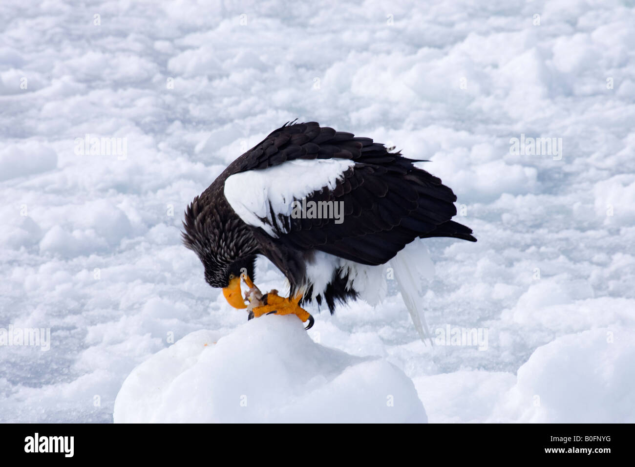 Steller's sea-eagle eating fish on pack ice Nemuro Strait Japan eating ...