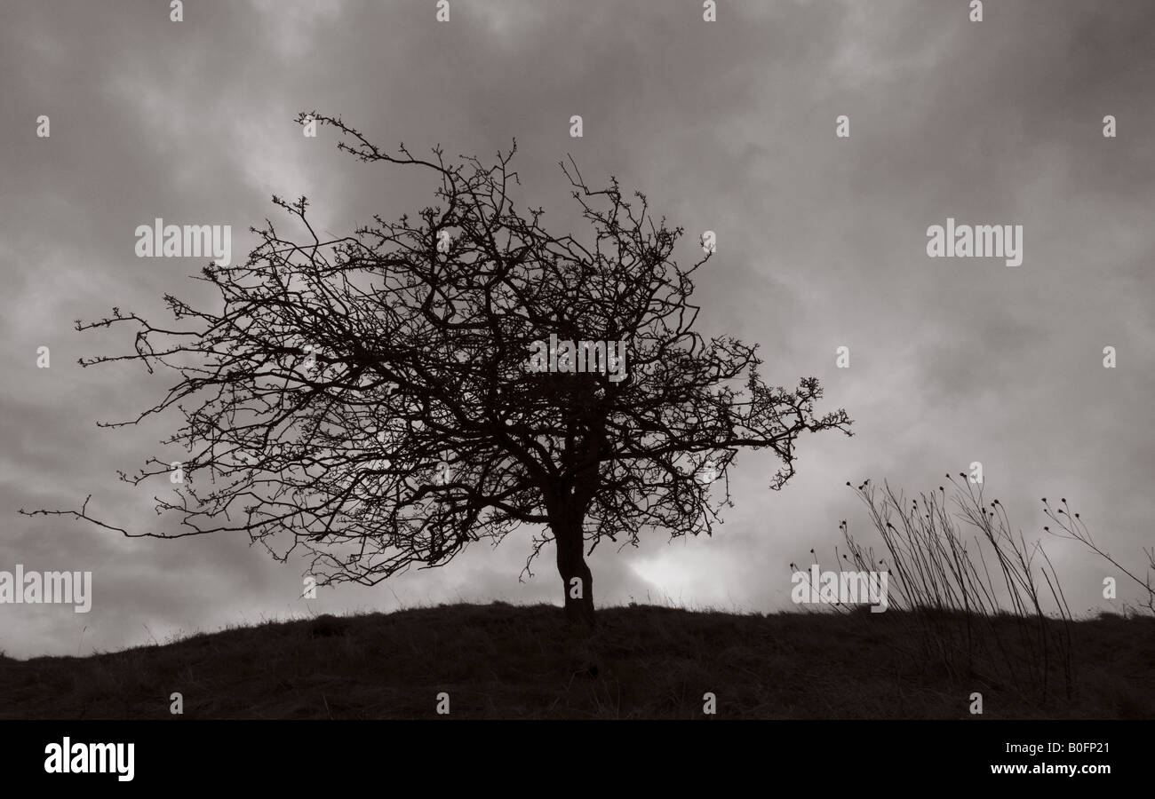 Black and white hawthorn tree hi-res stock photography and images - Alamy