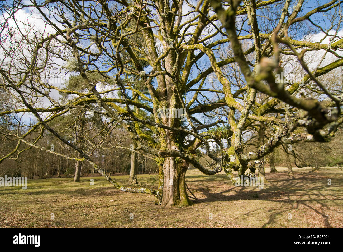 Sessile Oak tree Quercus petraea Stock Photo - Alamy