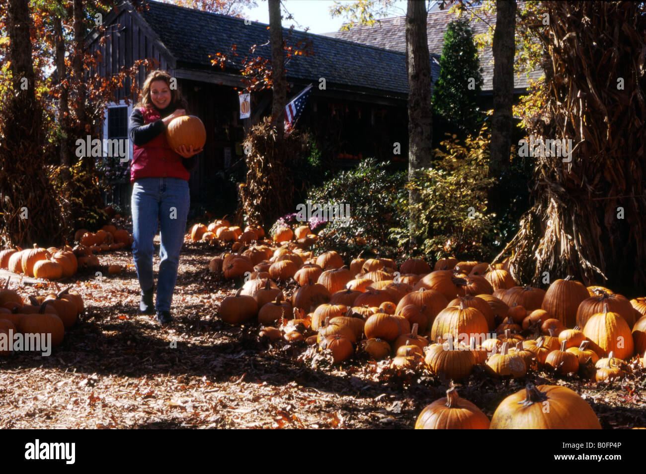 Young woman carrying large pumpkin at a farm surrounded by pumpkins in ...