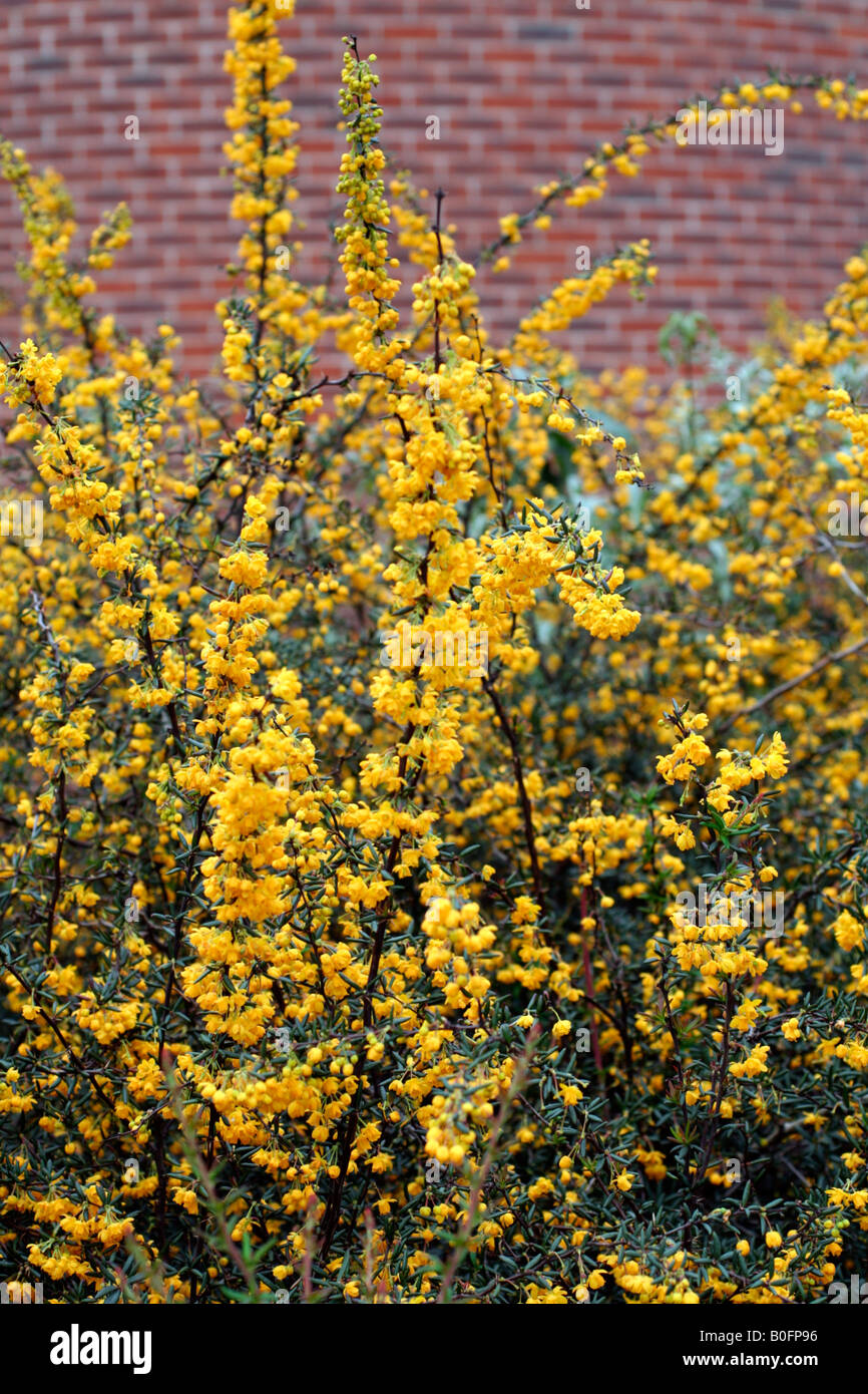 Berberis x stenophylla hi-res stock photography and images - Alamy