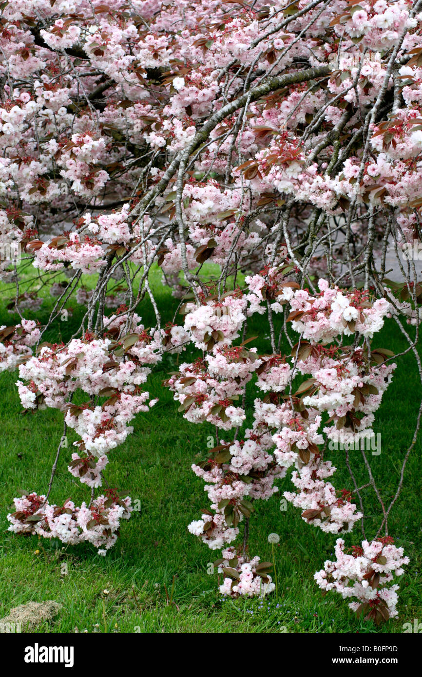Prunus Shirofugen High Resolution Stock Photography and Images - Alamy