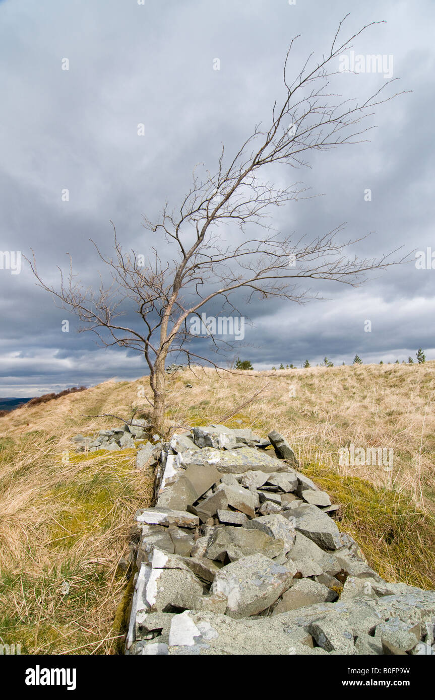 Wind sculpted Rowan tree Sorbus aucuparia by dry stane dyke Stock Photo ...