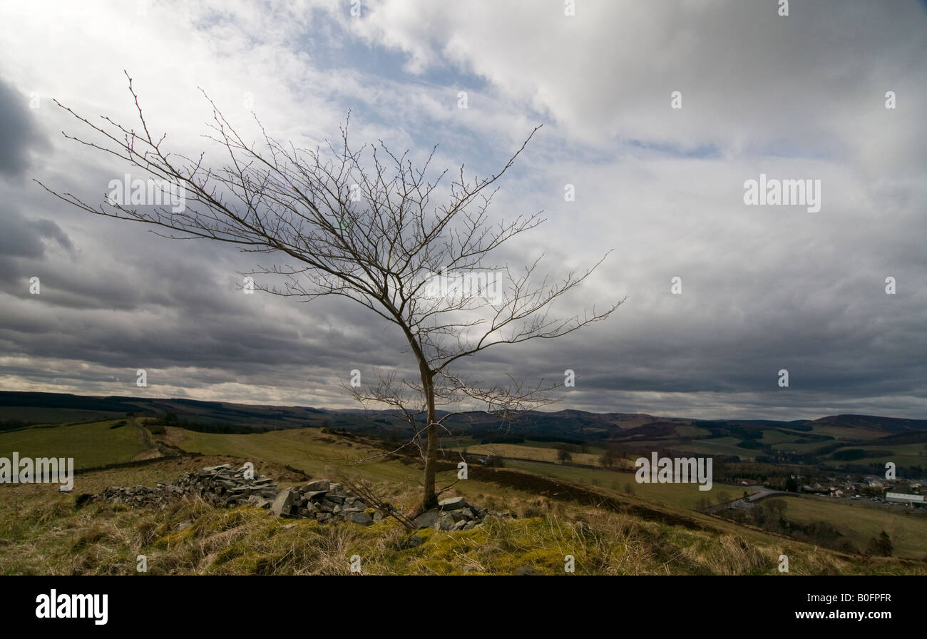 Windswept rowan tree Sorbus aucuparia on top of Selkirk Hill Stock ...