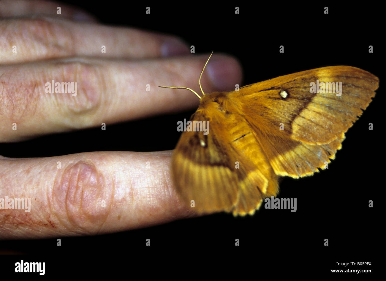 Oak Eggar Moth Stock Photo - Alamy