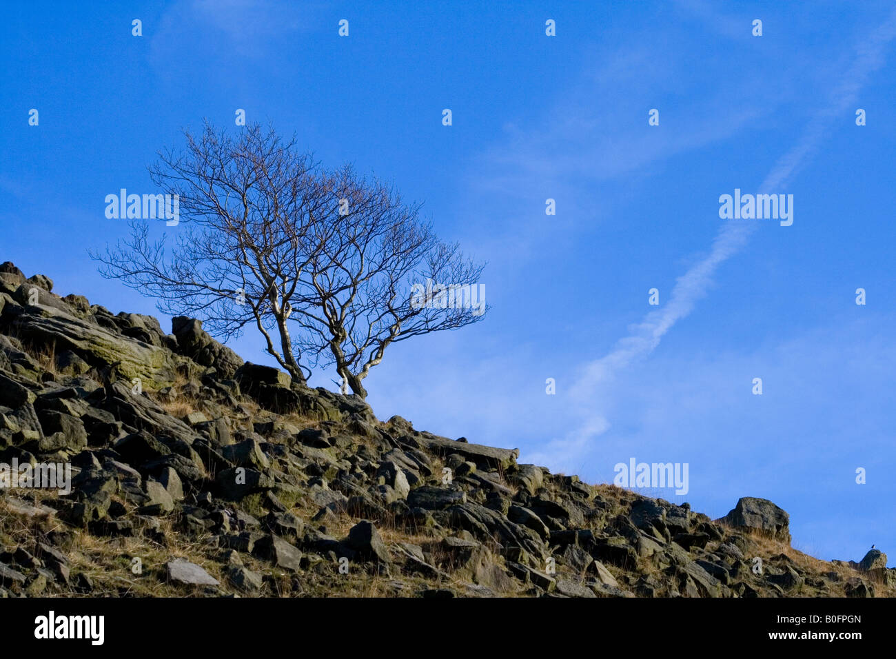 Two trees clinging on amongst the rocks at Dovestones Reservoir in the ...