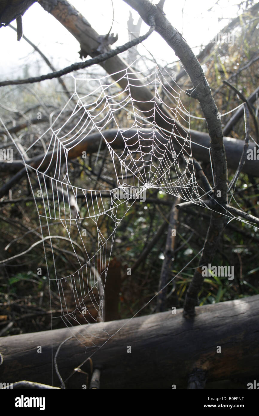 cobweb under construction in countryside Stock Photo - Alamy