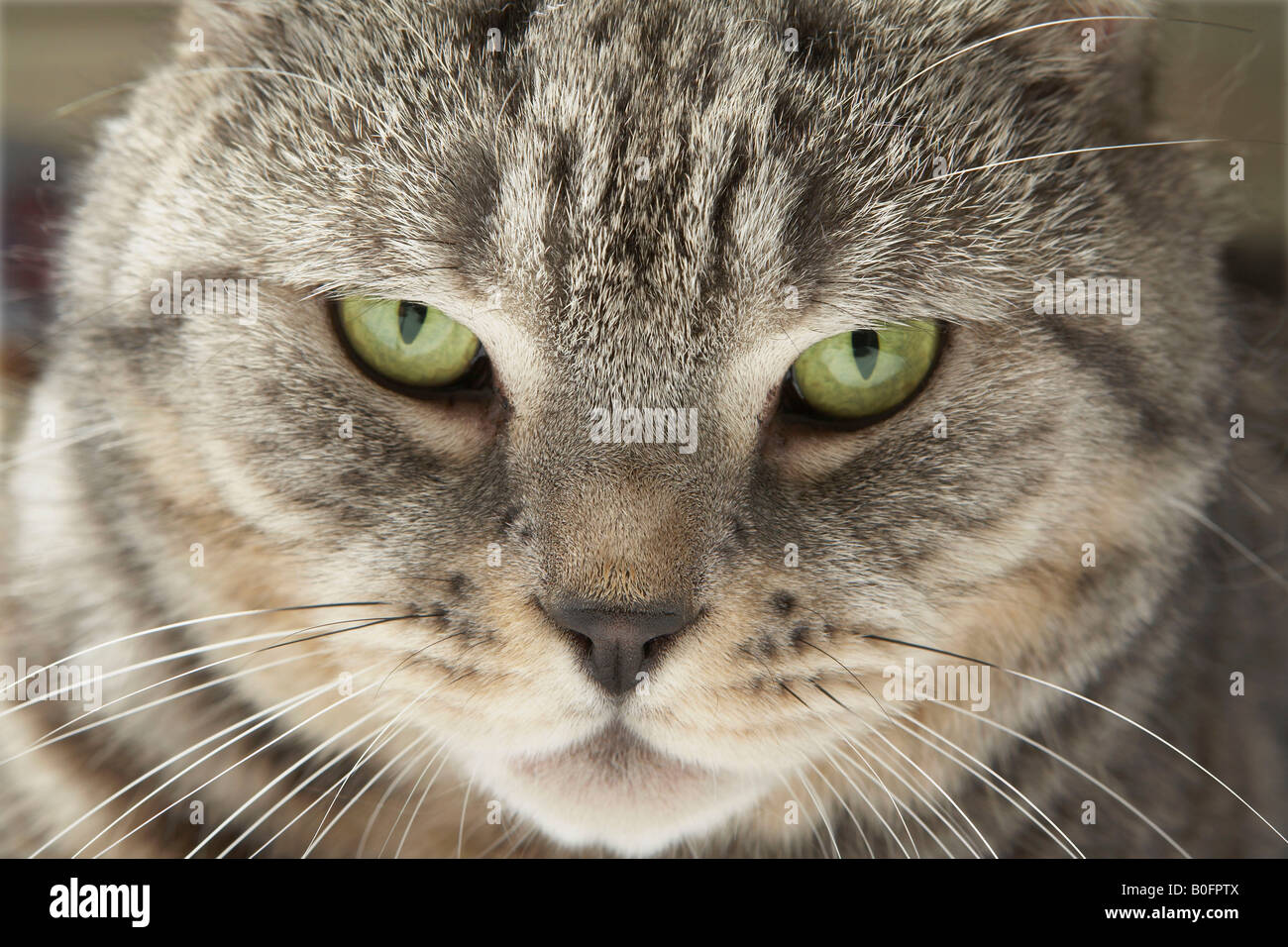 Close up of cats face Stock Photo - Alamy