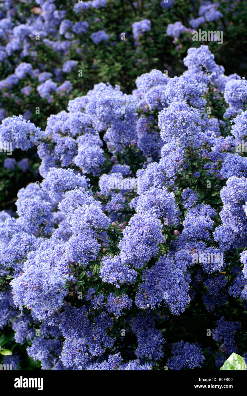 Ceanothus concha hi-res stock photography and images - Alamy