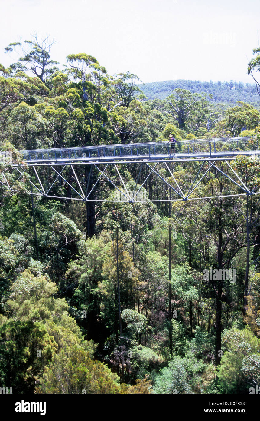 Valley of the Giants Tree Top Walk in the Walpole Nornalup National ...