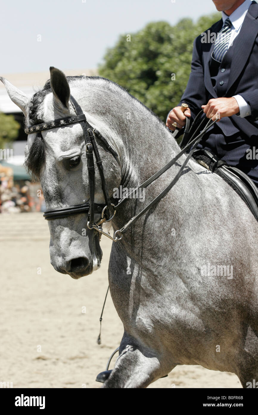 English pleasure riding competition Stock Photo - Alamy