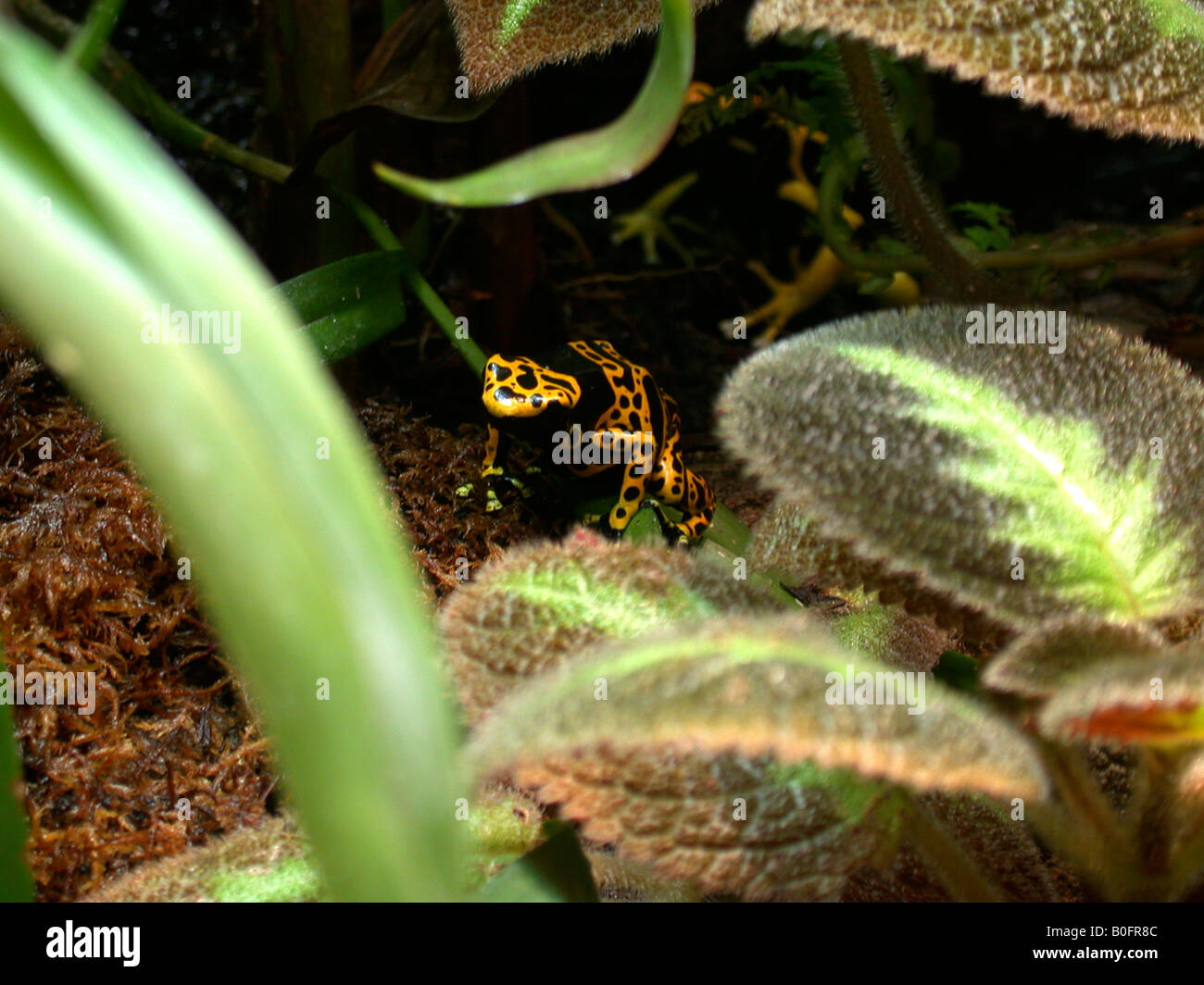 Tropical frog hi-res stock photography and images - Alamy