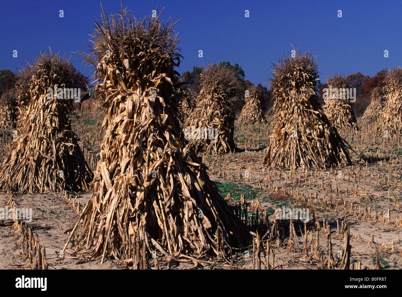 Corn stacks hi-res stock photography and images - Alamy