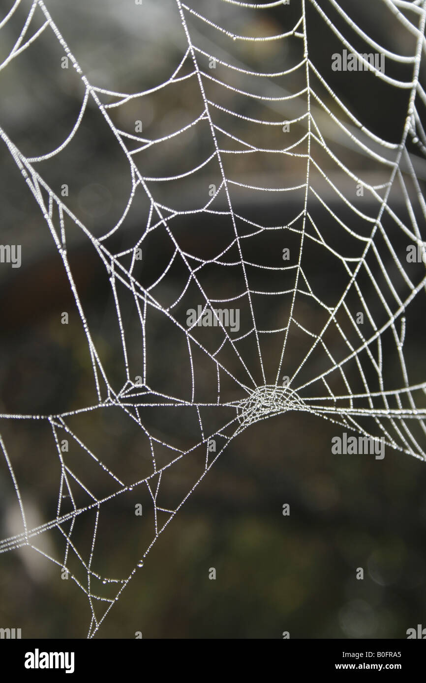cobweb under construction in countryside Stock Photo - Alamy