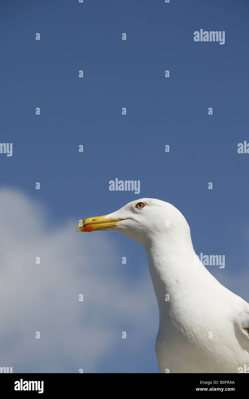 one seagull and blue sky Stock Photo - Alamy