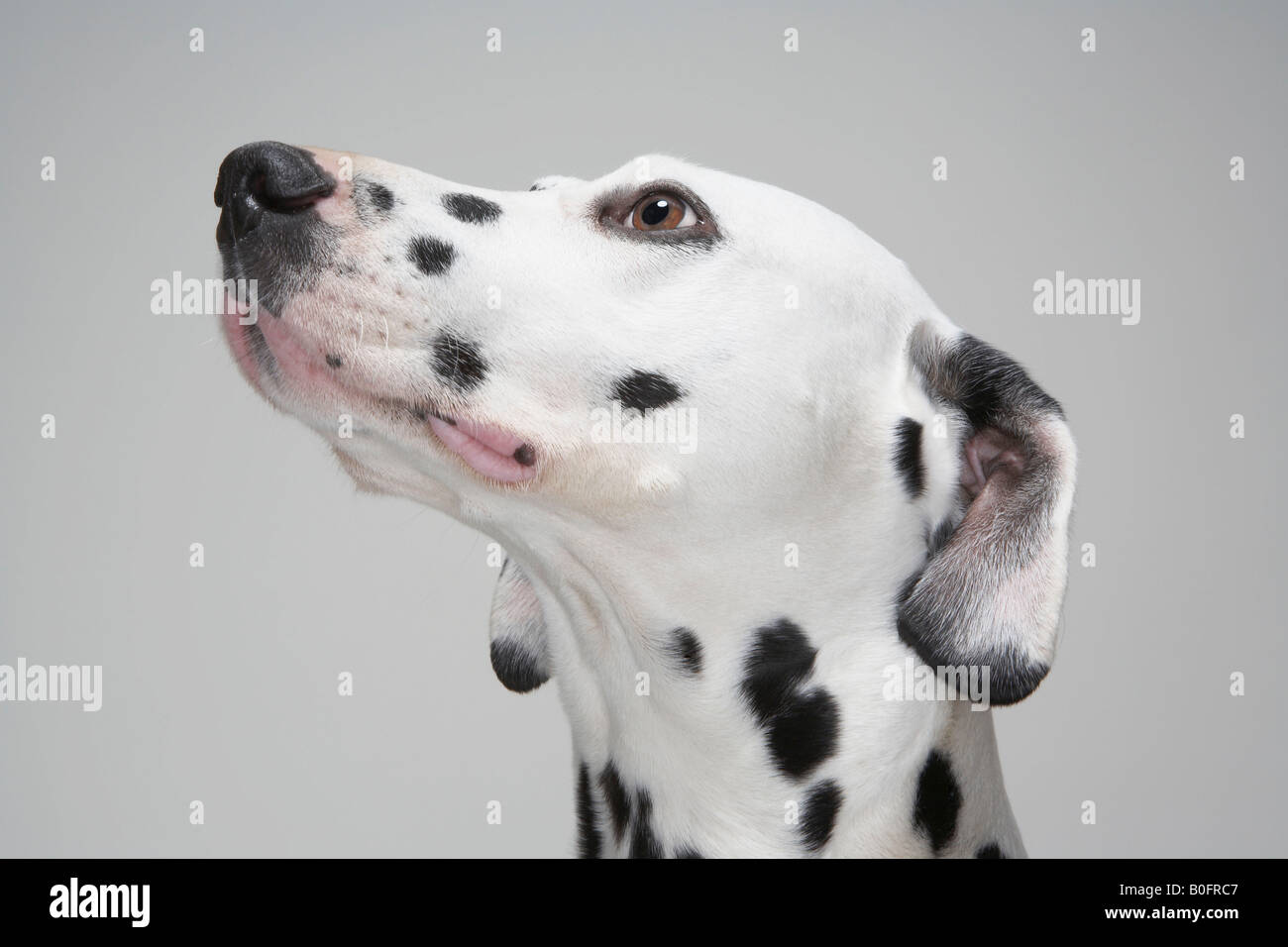 Portrait of Dalmatian Stock Photo - Alamy