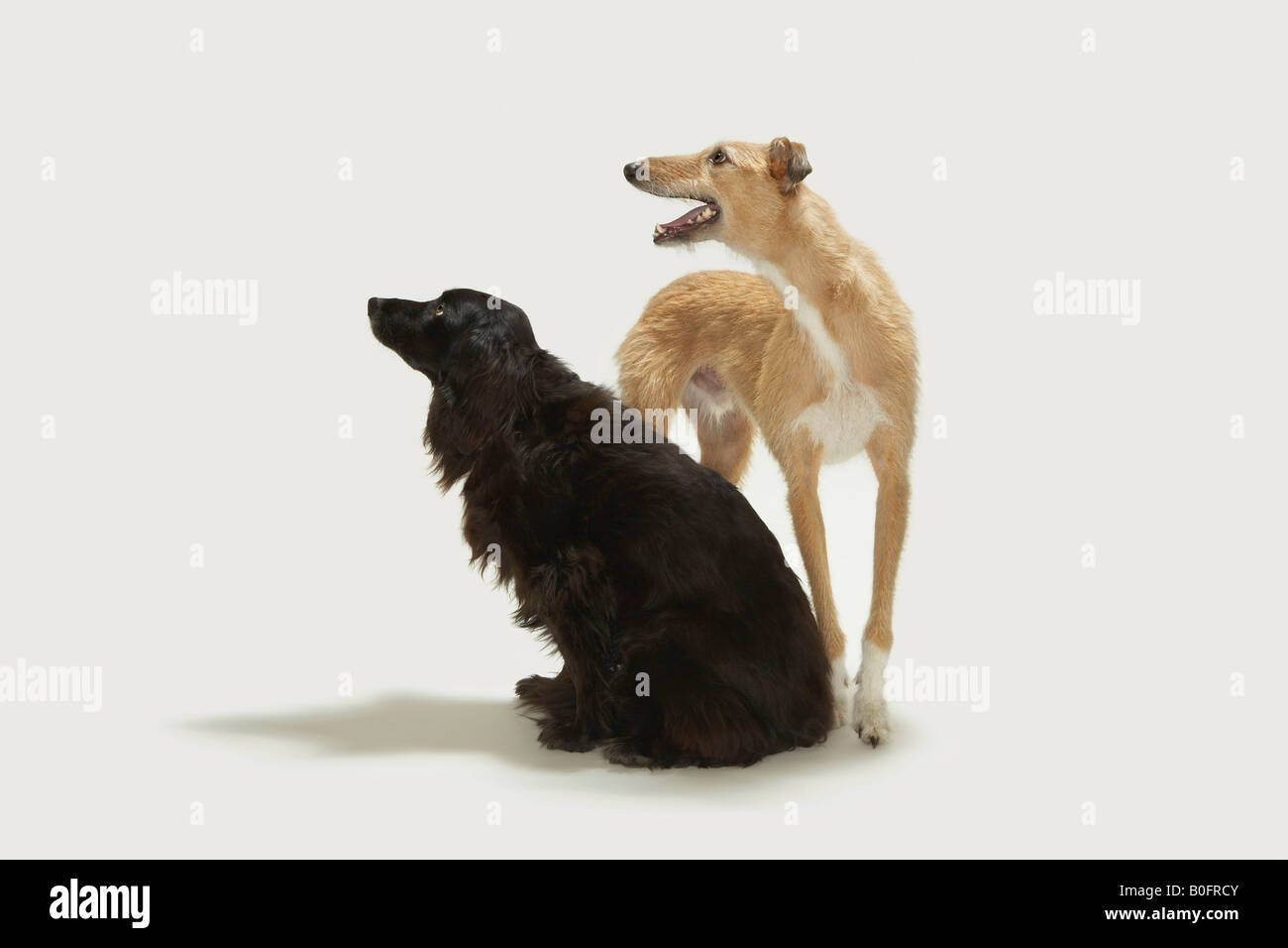 Portrait of two dogs Stock Photo - Alamy