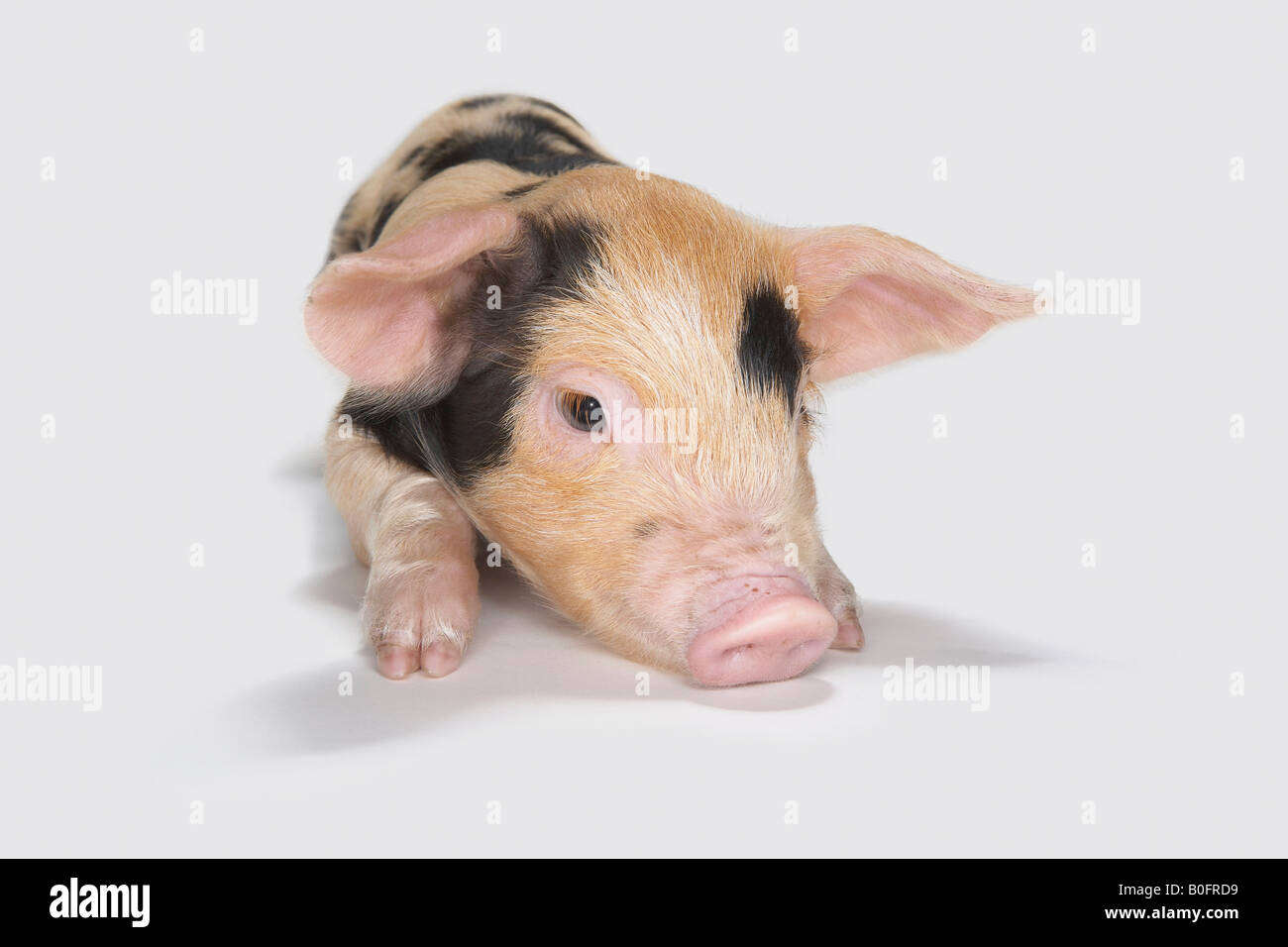 Portrait piglet hi-res stock photography and images - Alamy