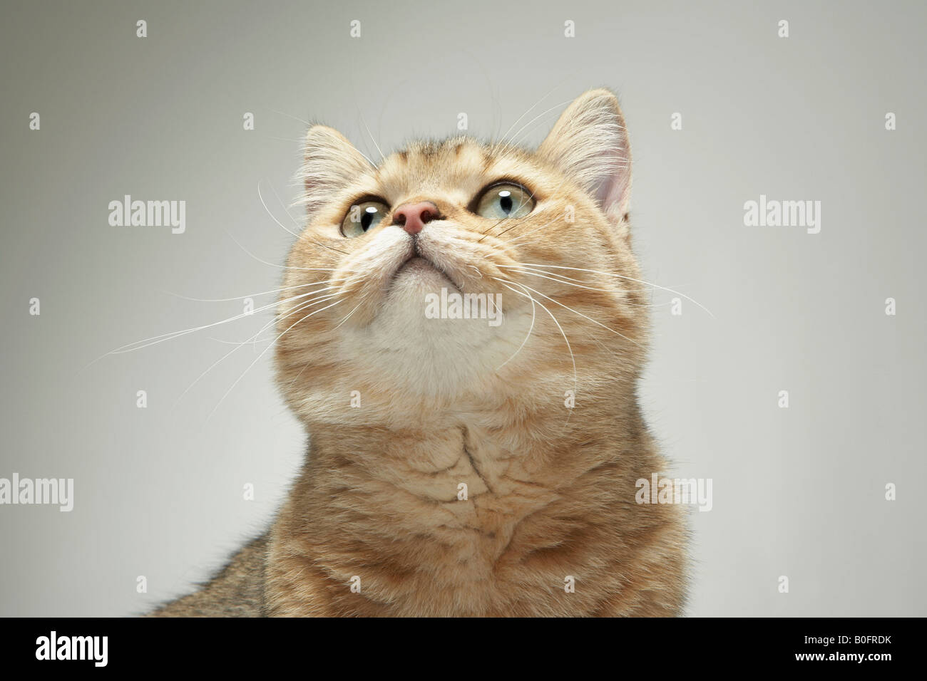 Head and shoulders portrait of cat hi-res stock photography and images ...