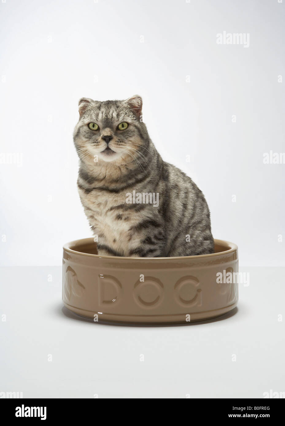 Empty cat bowl hi-res stock photography and images - Alamy