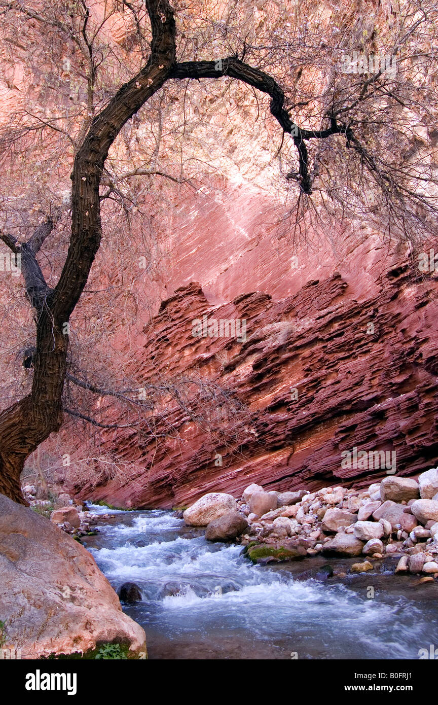 Stream in canyon, Grand Canyon, United States Stock Photo - Alamy