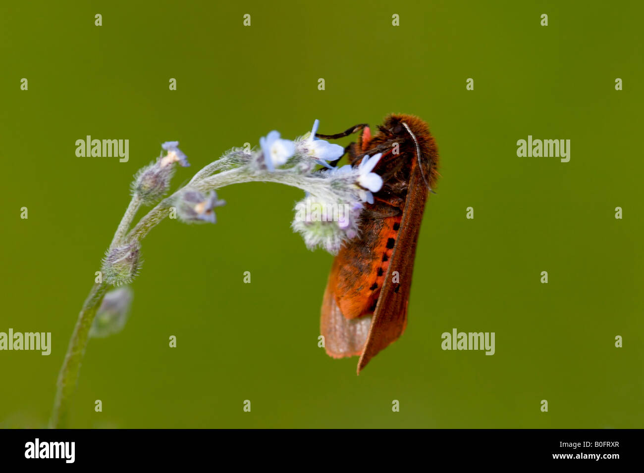 Ruby tiger moth hi-res stock photography and images - Alamy
