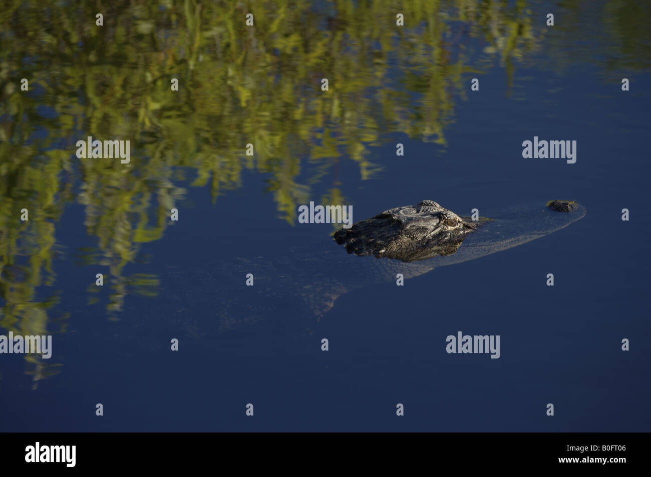 American Alligator Alligator mississippiensis floating in water Stock ...