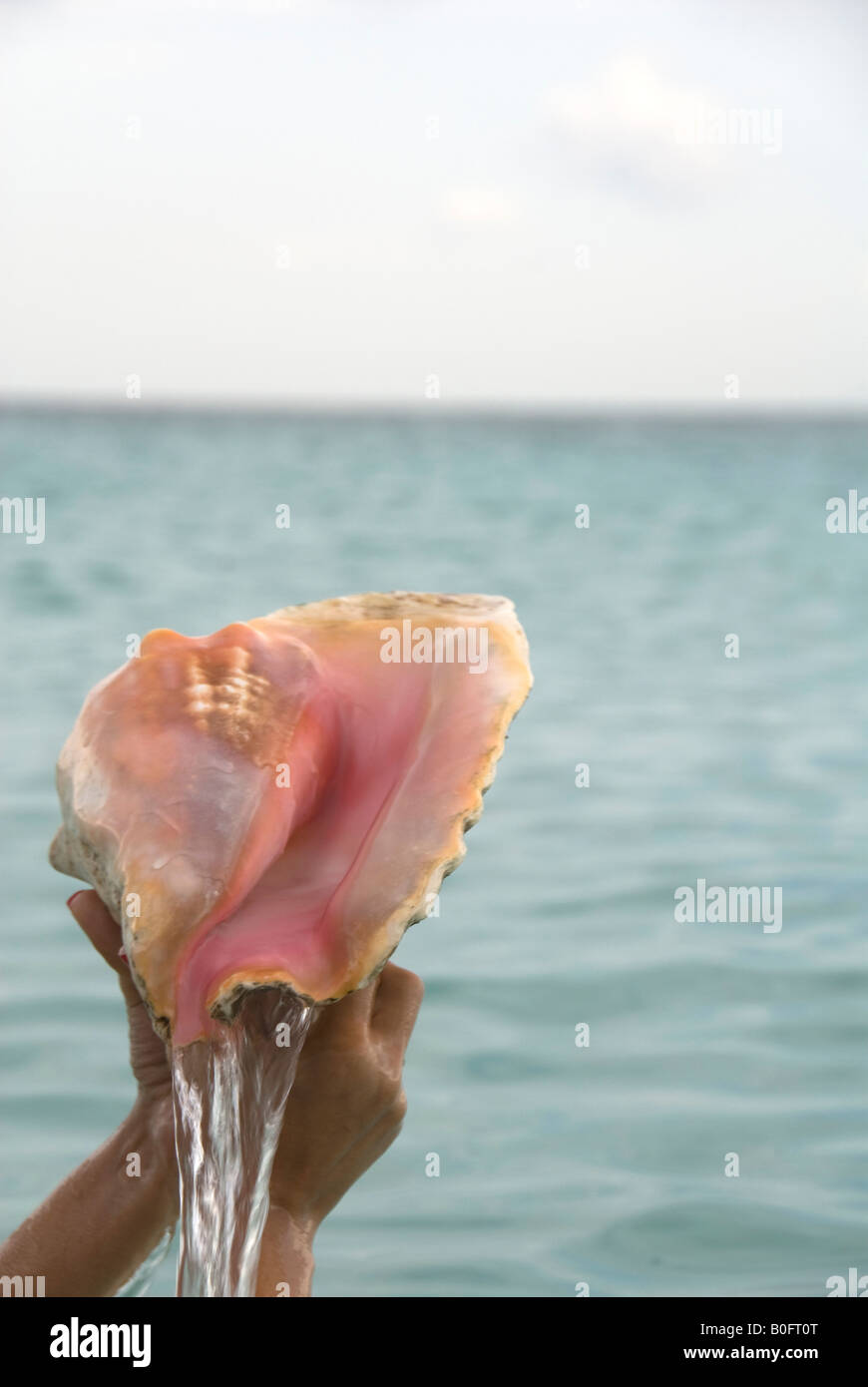 Hand holding large seashell hi-res stock photography and images - Alamy