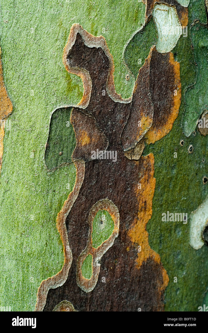 Close up of sycamore tree bark, Paris, France Stock Photo - Alamy
