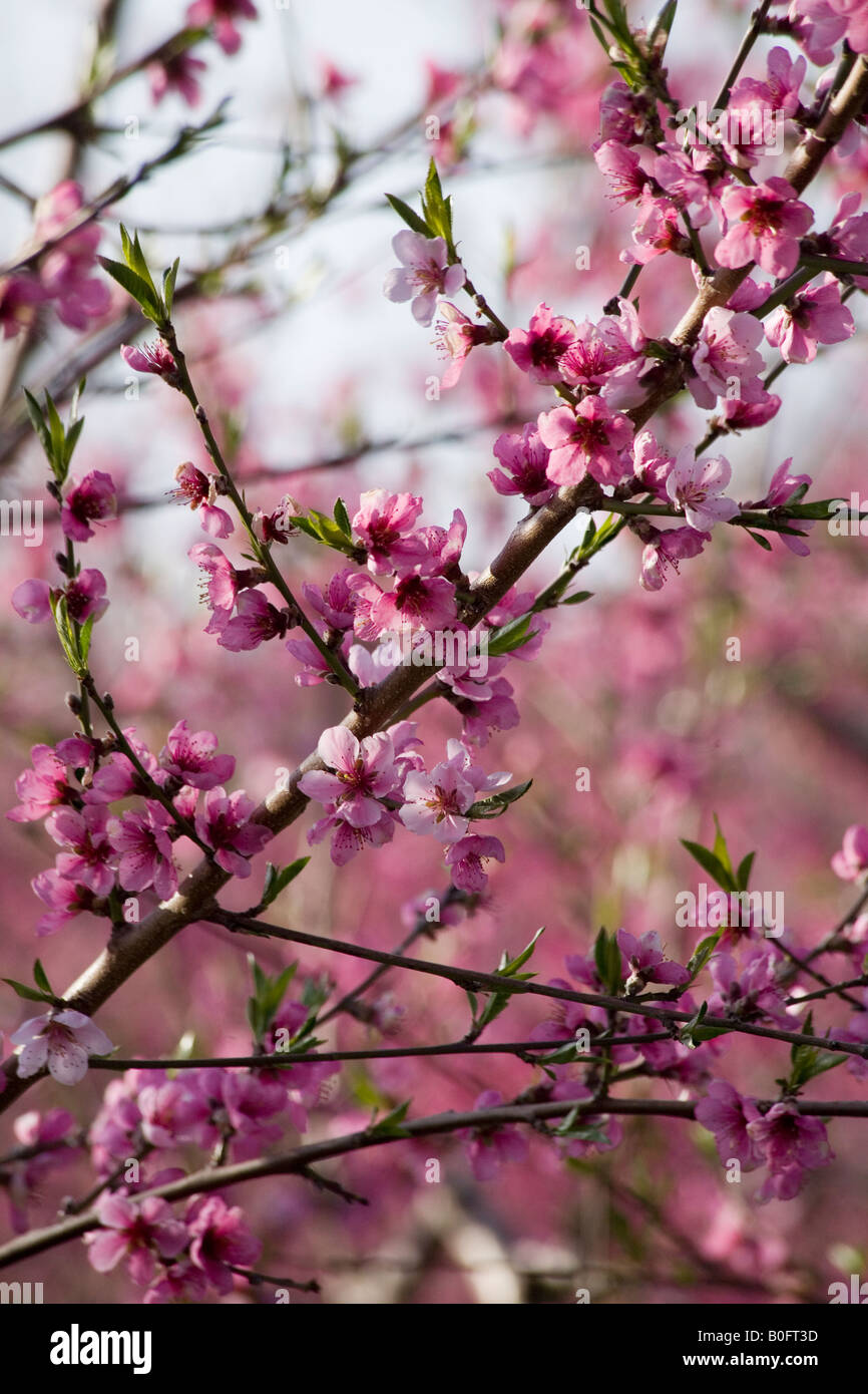 Close up of flowering peach tree Stock Photo - Alamy
