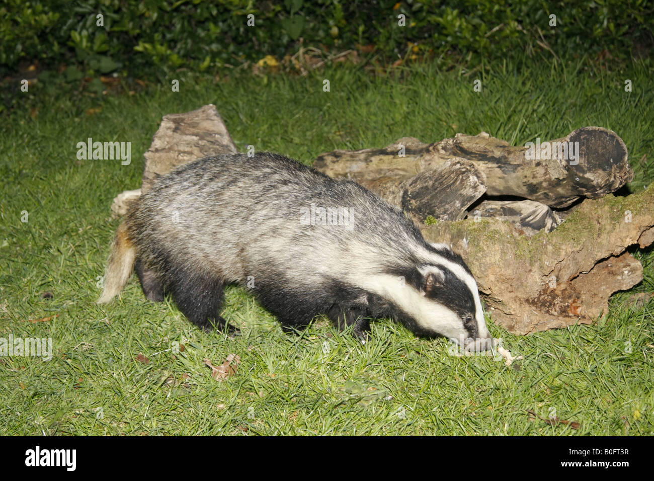 Badger feeding hi-res stock photography and images - Alamy