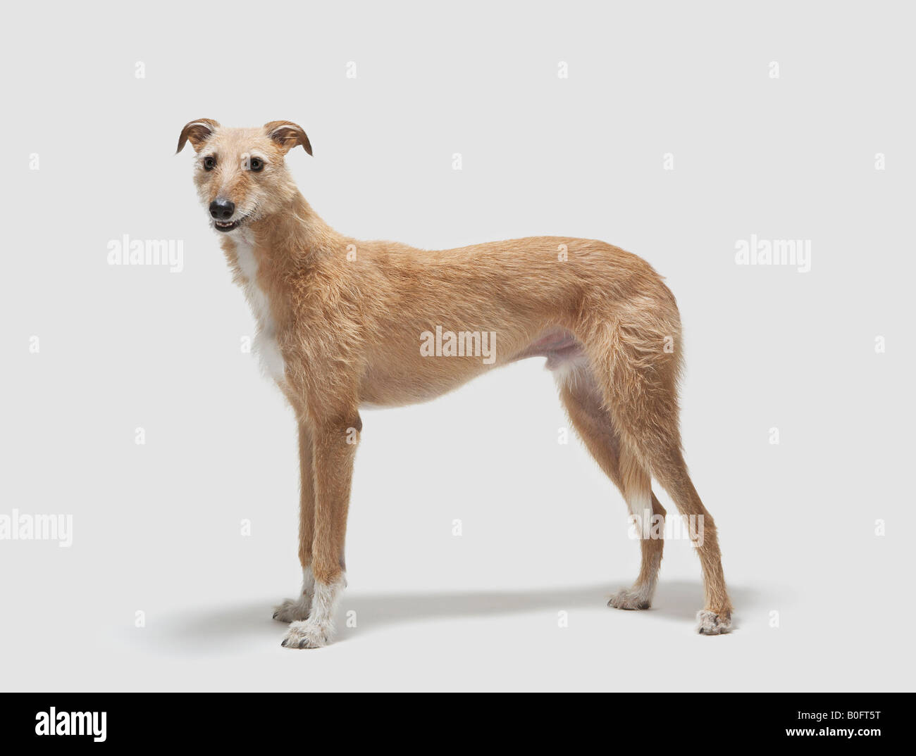 Lurcher hi-res stock photography and images - Alamy