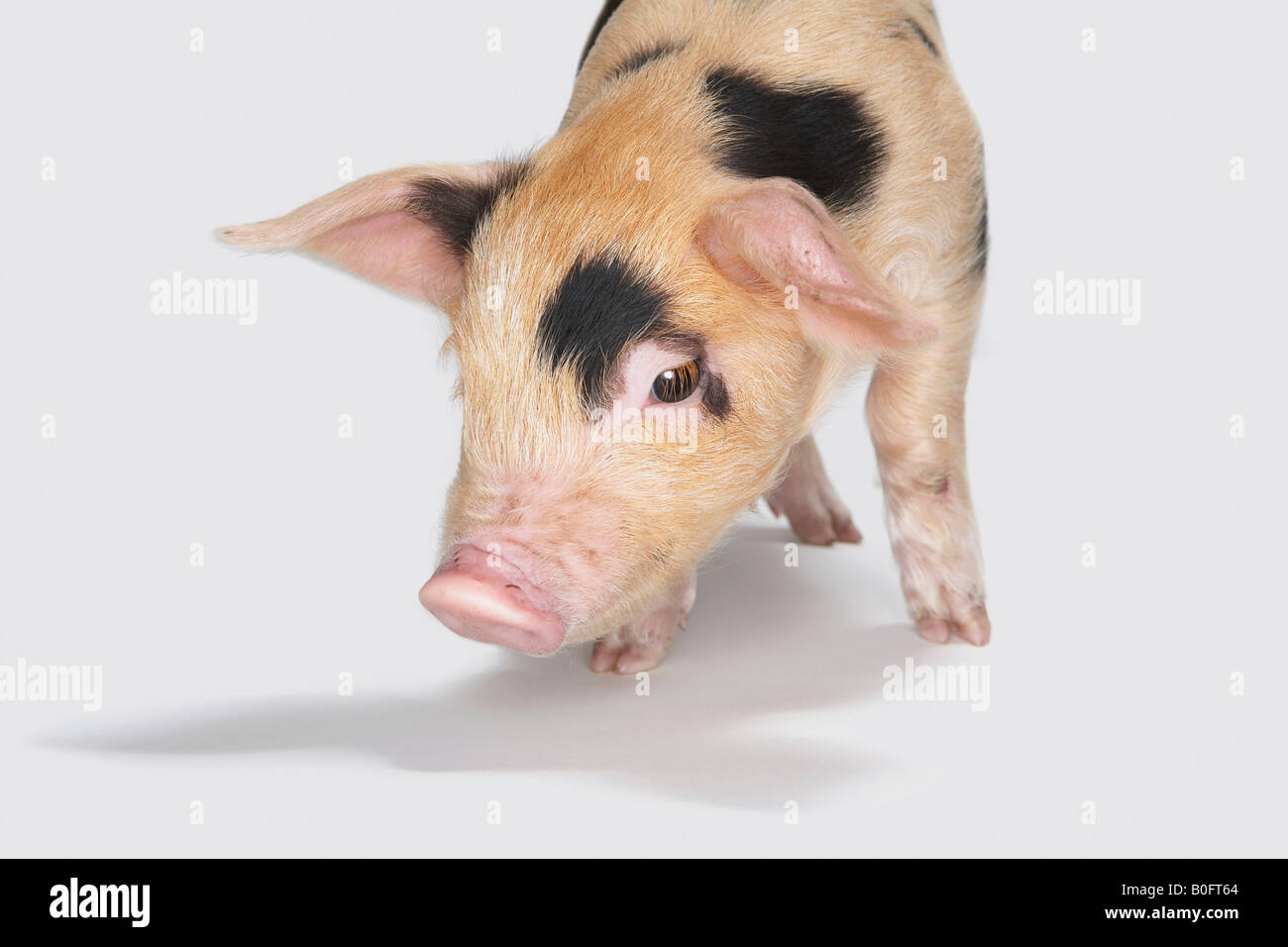 Detail of piglet Stock Photo - Alamy