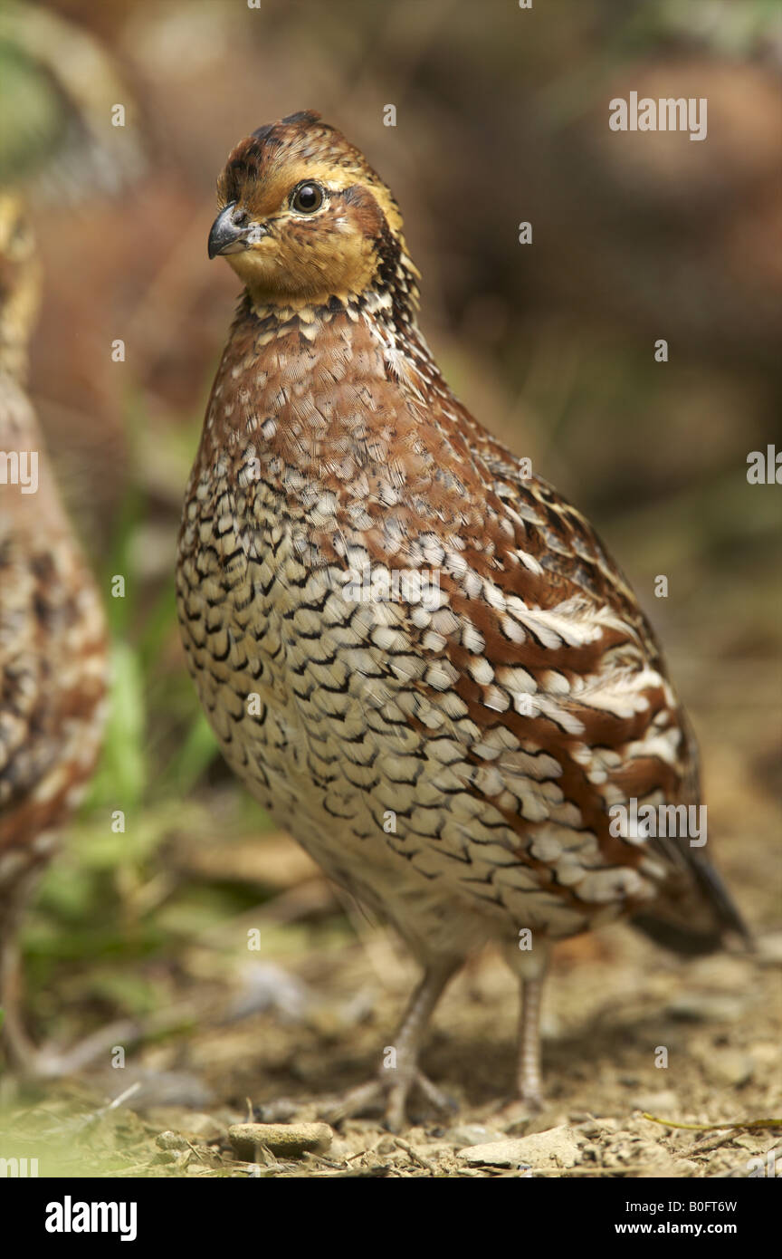 Female Northern Bobwite quail Stock Photo - Alamy