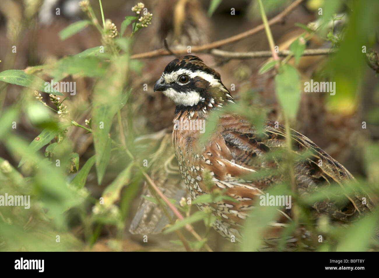 New world quails hi-res stock photography and images - Alamy