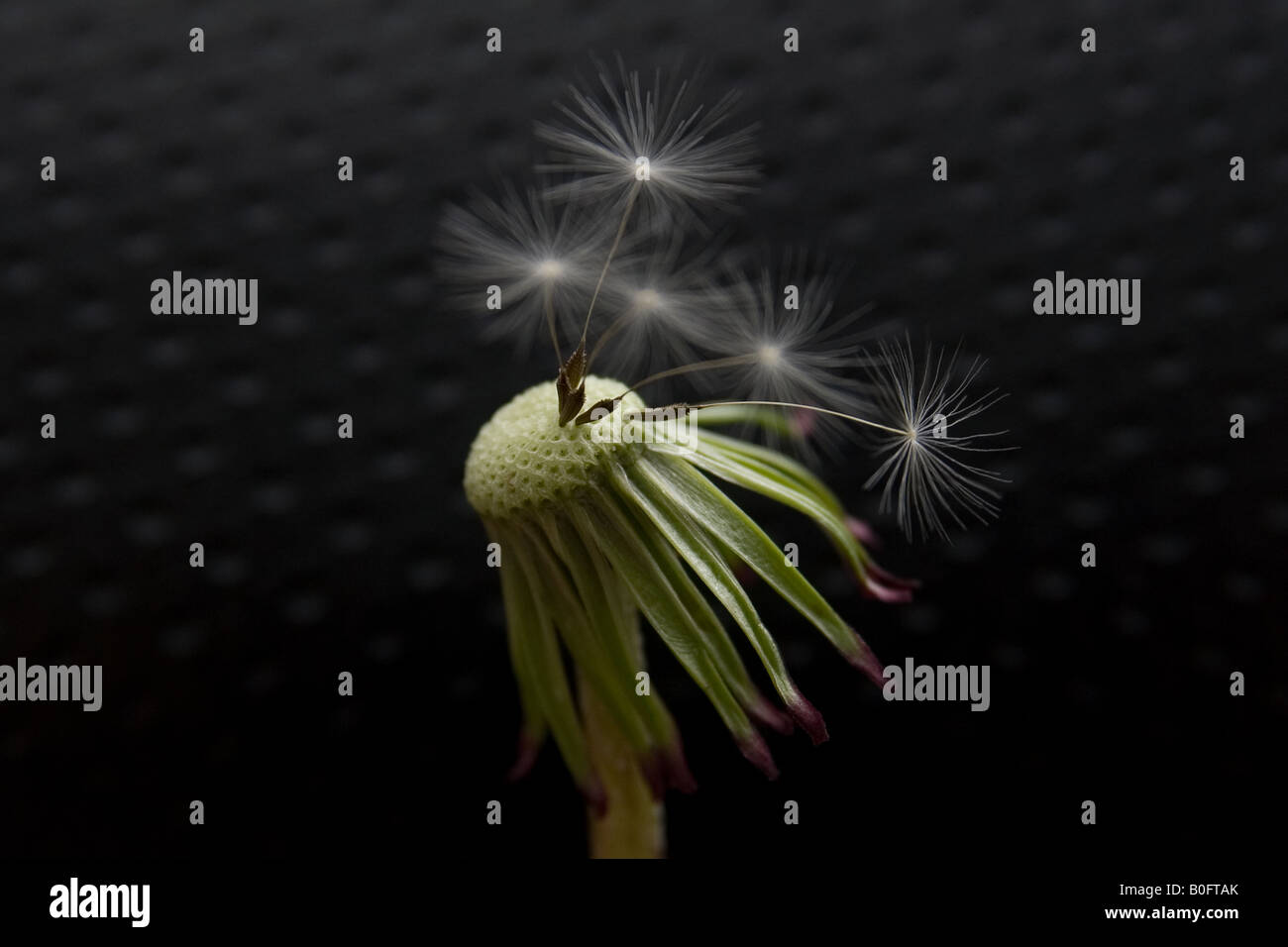 Withered flower of dandelion hi-res stock photography and images - Alamy