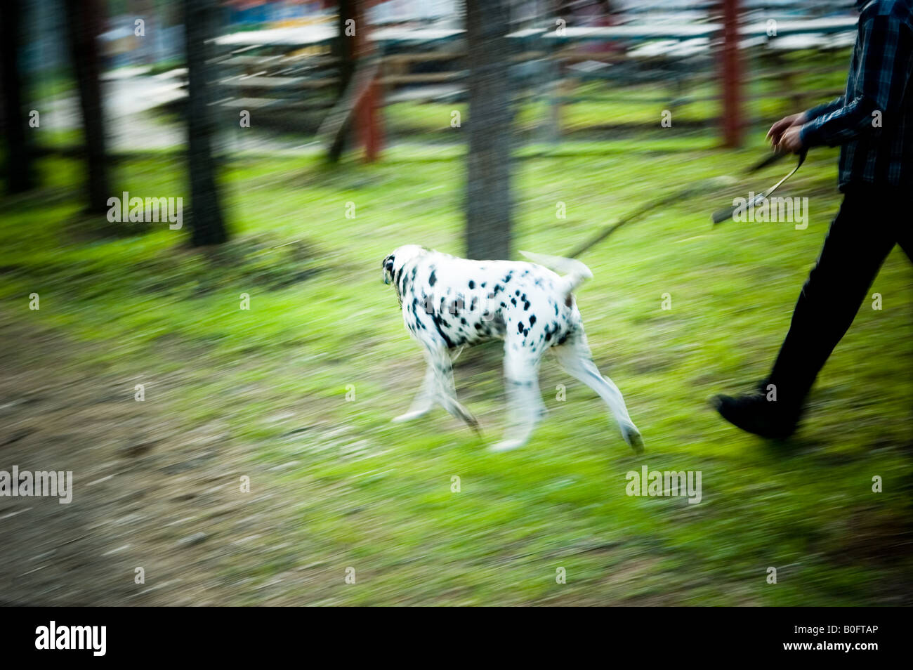 taking a dog for a walk Stock Photo - Alamy