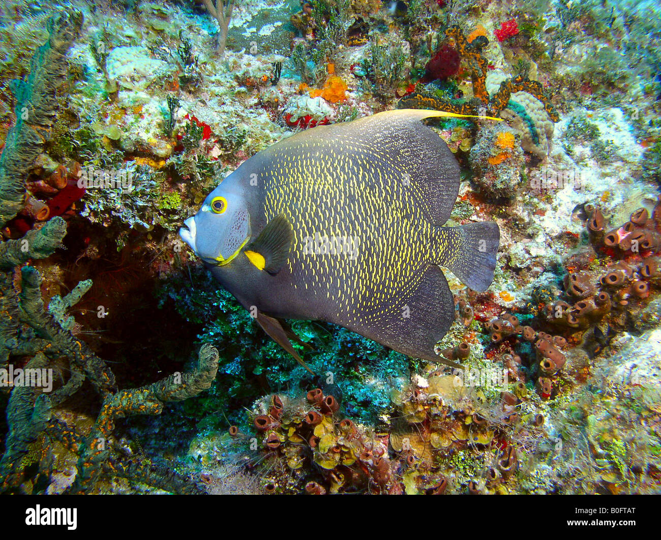 Bimini underwater hi-res stock photography and images - Alamy