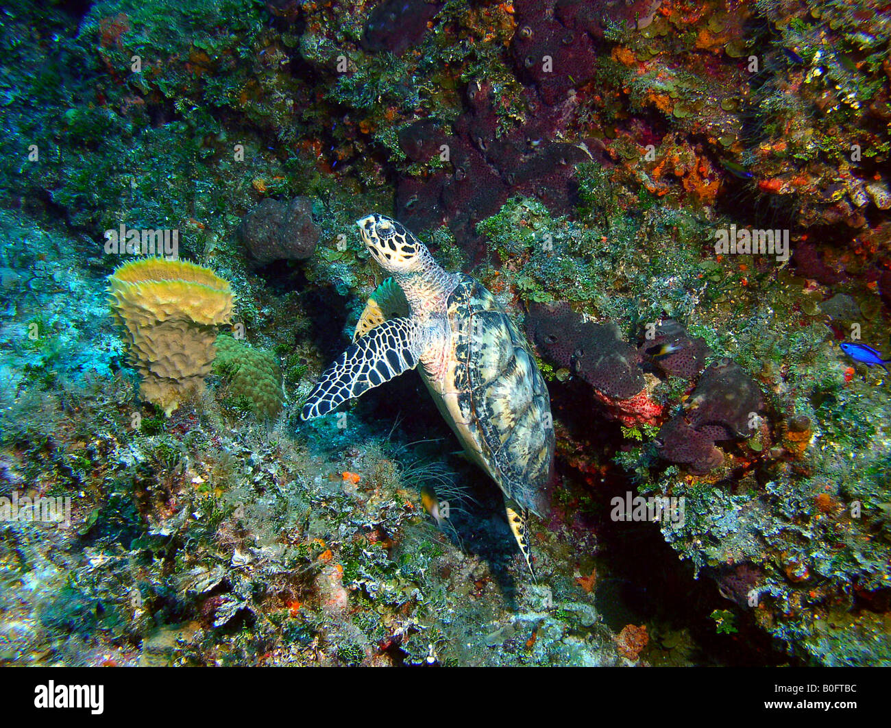 Bimini Sea Turtle Stock Photo - Alamy