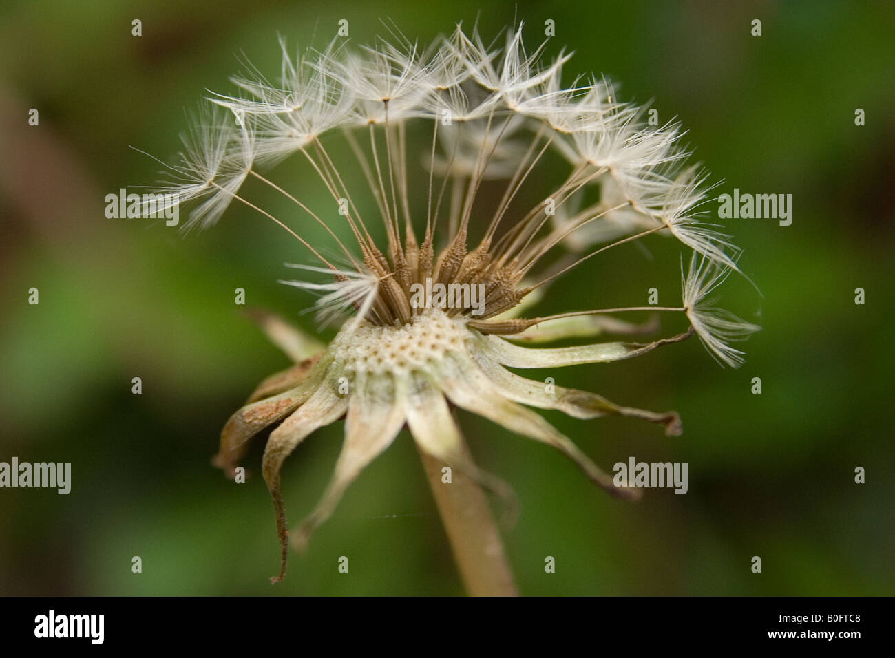 Dandelion in dying Stock Photo - Alamy