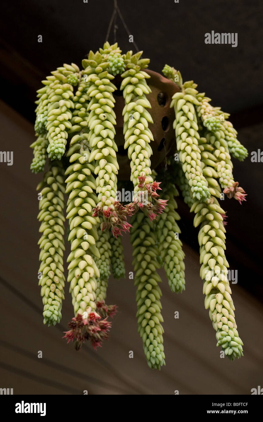 Pearl Necklace Flower Stock Photo - Alamy