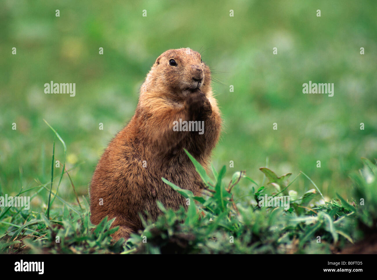 Prairie Dog eating grass Custer State Park South Dakota Stock Photo - Alamy
